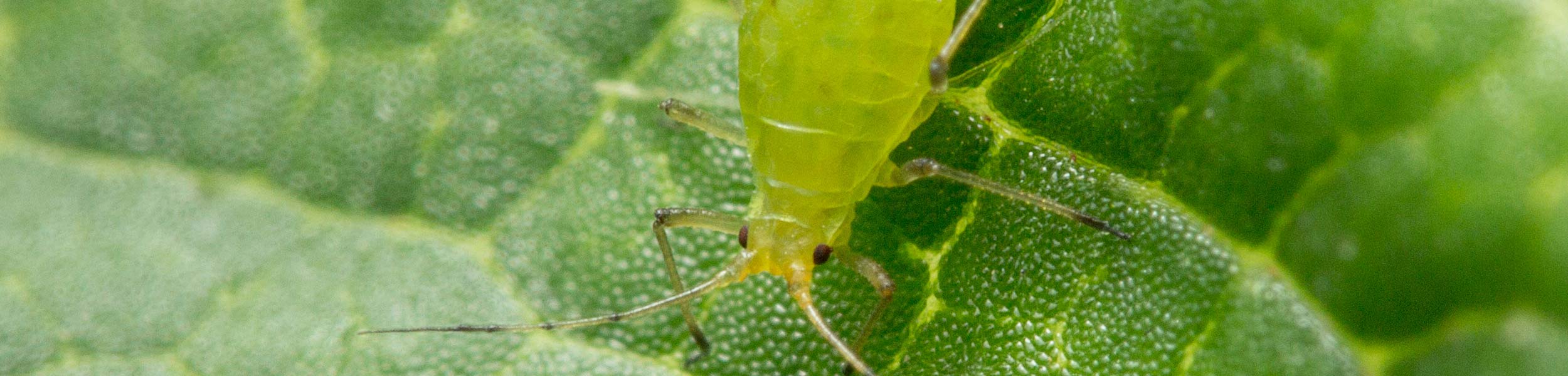 Newsletter Archive - Royal Entomological Society