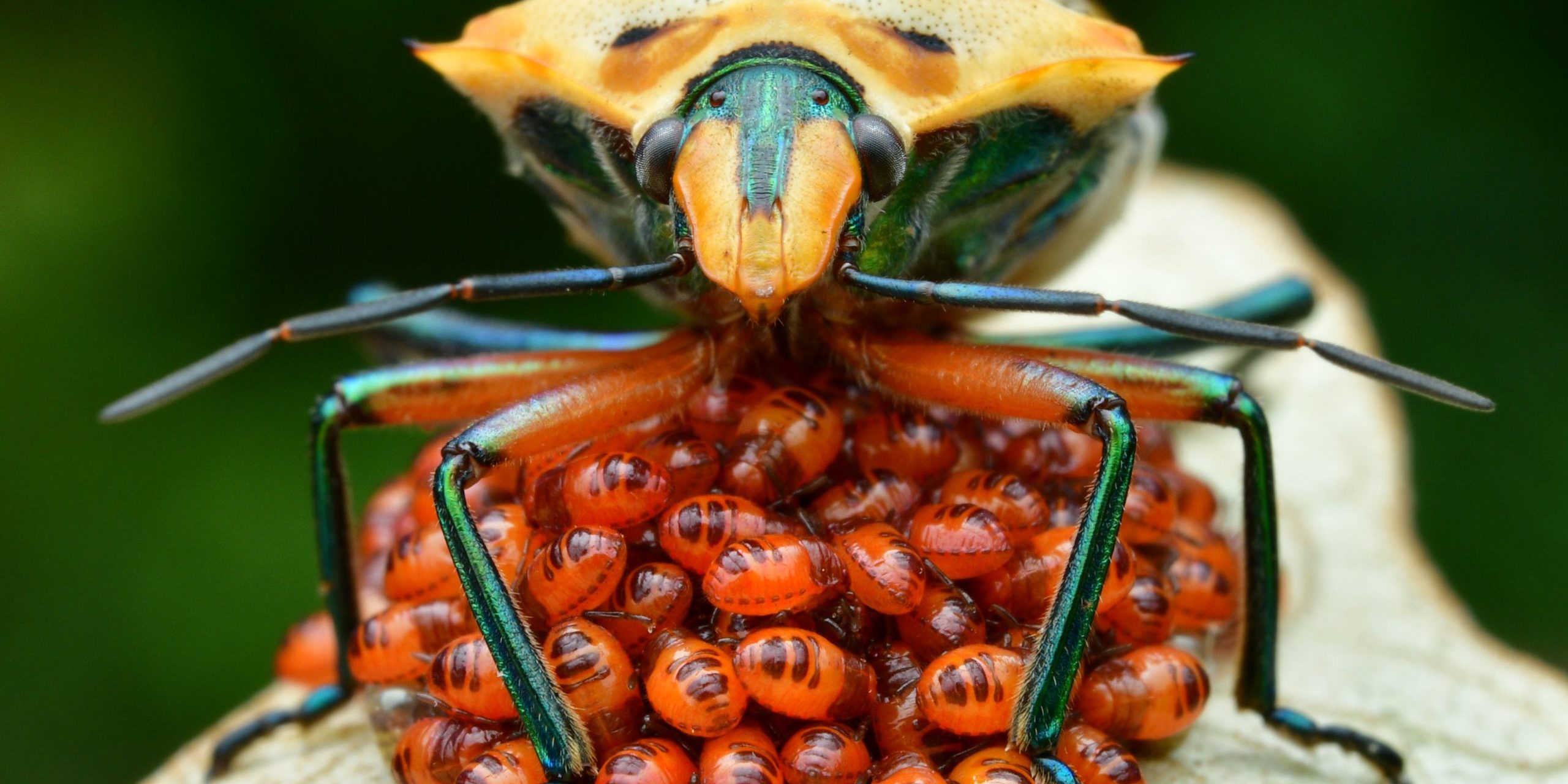 Membership - Royal Entomological Society