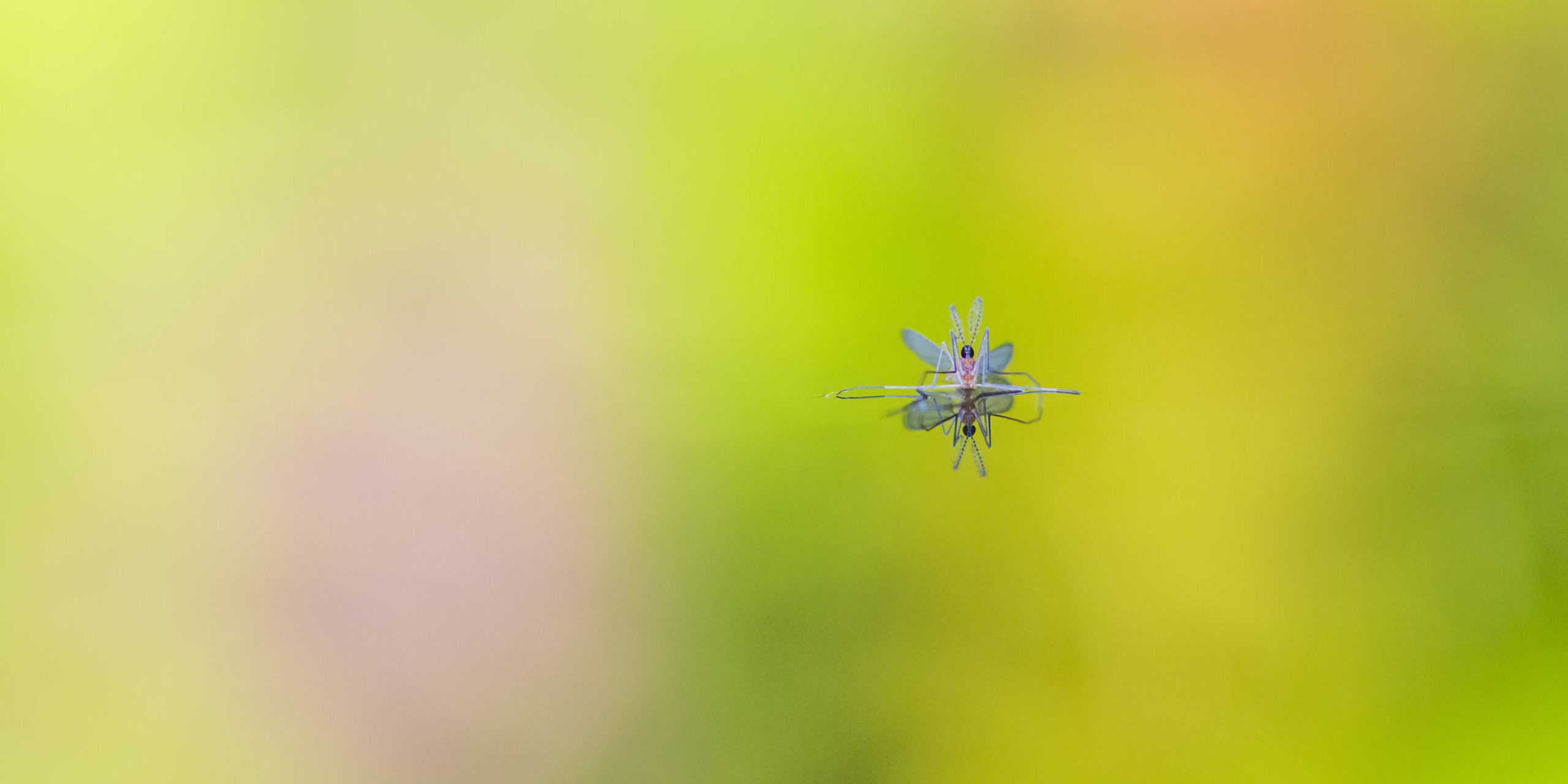 Job opportunities - Royal Entomological Society