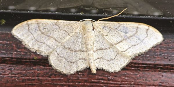 Lepidoptera - Royal Entomological Society