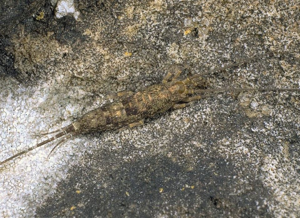 Archaeognatha or Microcoryphia - Royal Entomological Society