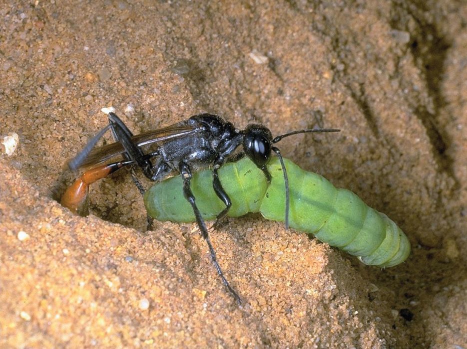 Hymenoptera - Royal Entomological Society