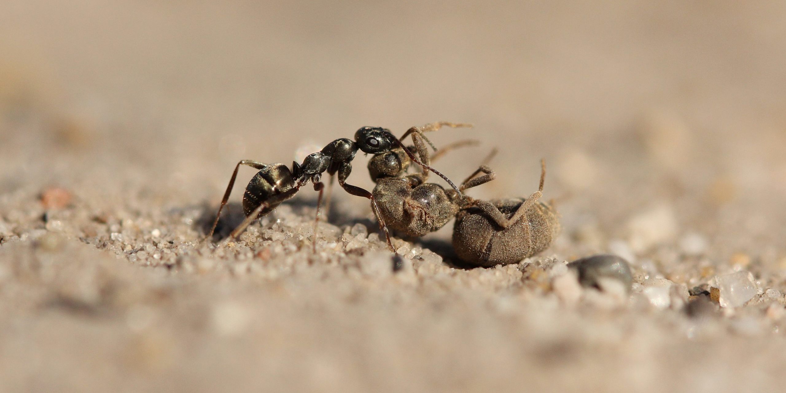 Facts and figures - Royal Entomological Society