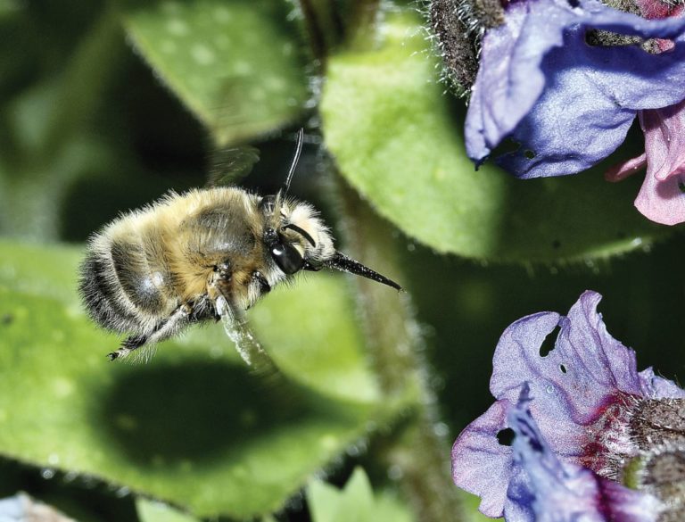 Hymenoptera - Royal Entomological Society