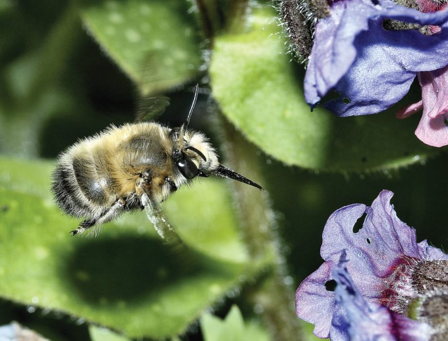 Hymenoptera - Royal Entomological Society
