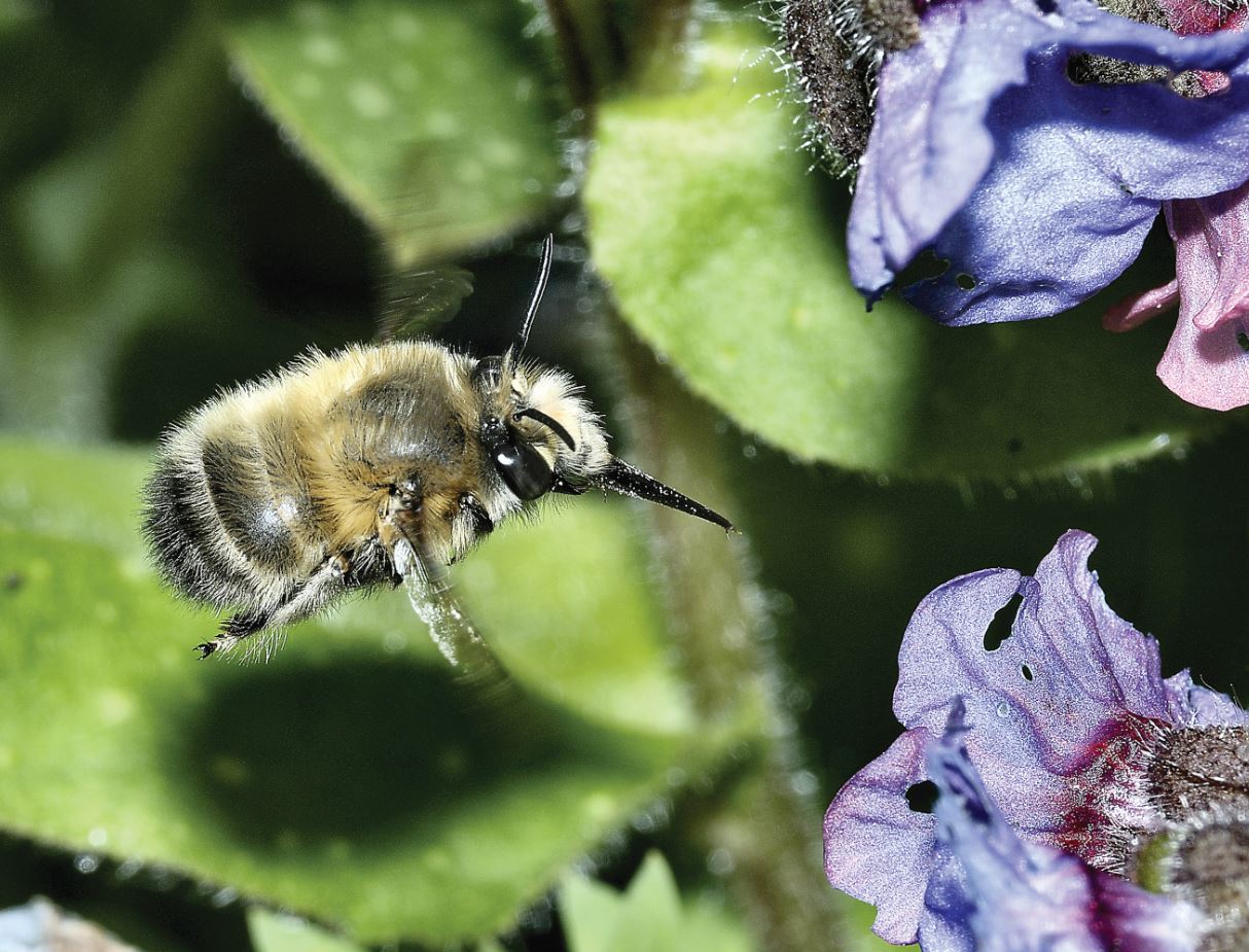 Hymenoptera - Royal Entomological Society