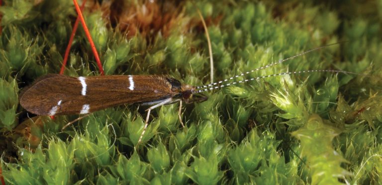 Trichoptera - Royal Entomological Society