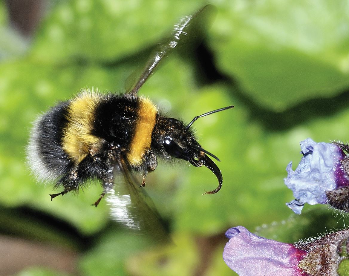 Hymenoptera - Royal Entomological Society