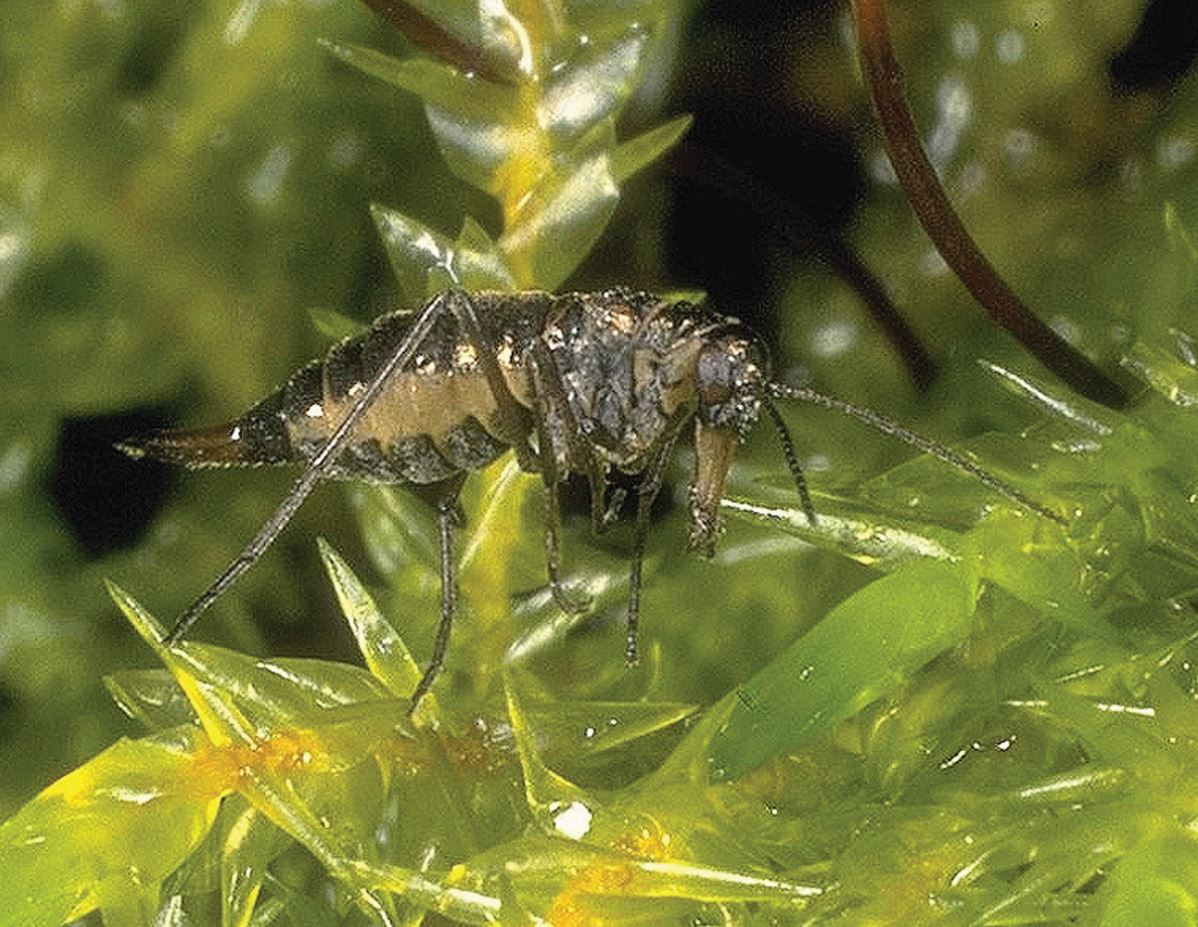 Mecoptera - Royal Entomological Society