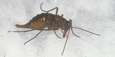 Mecoptera - Royal Entomological Society