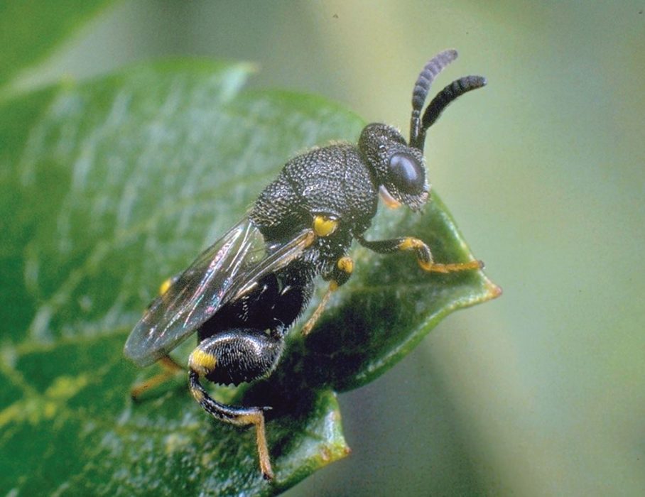 Hymenoptera - Royal Entomological Society