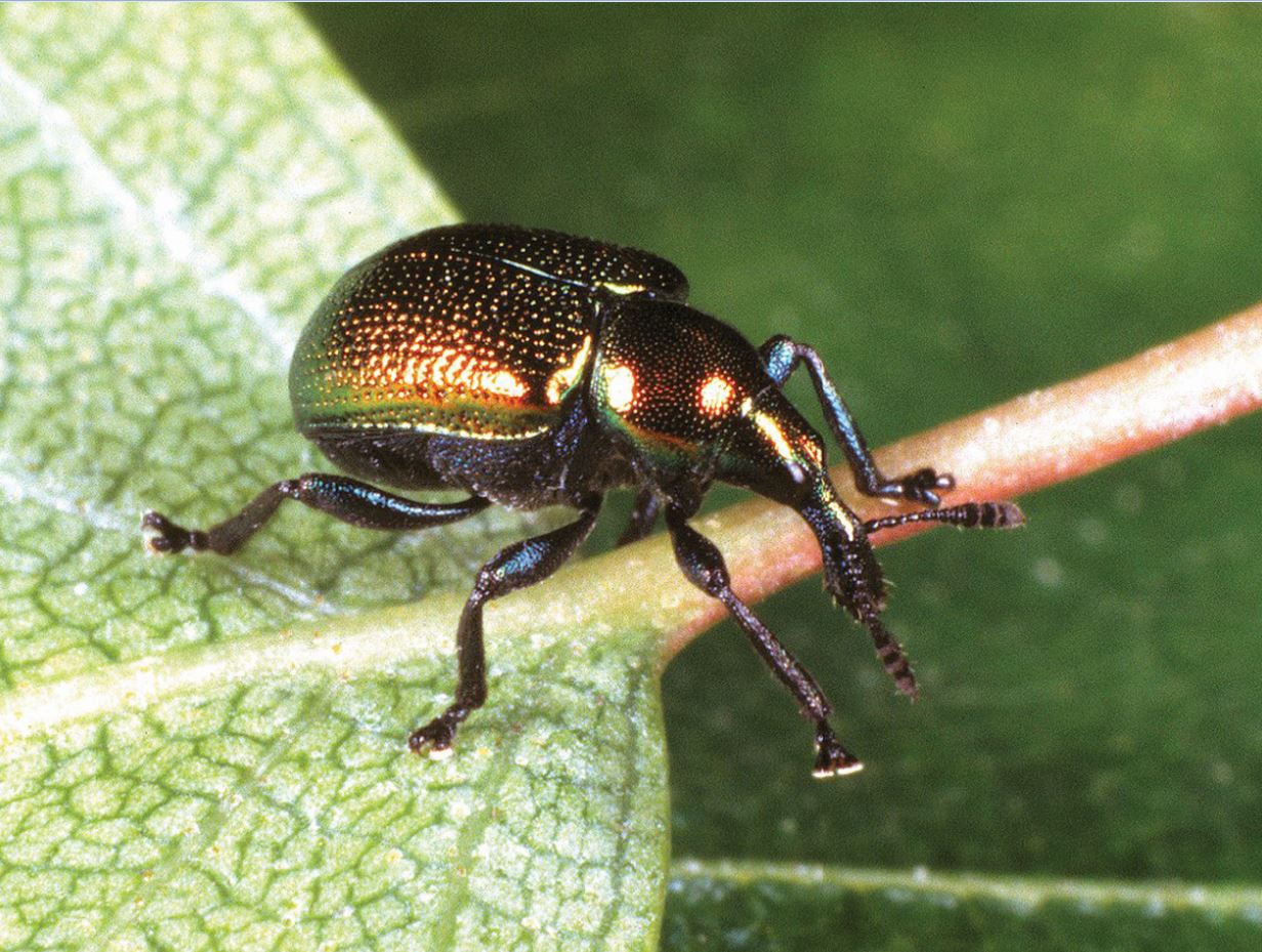 Coleoptera - Royal Entomological Society