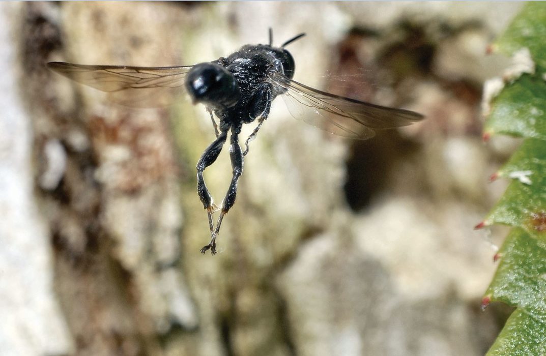 Hymenoptera - Royal Entomological Society