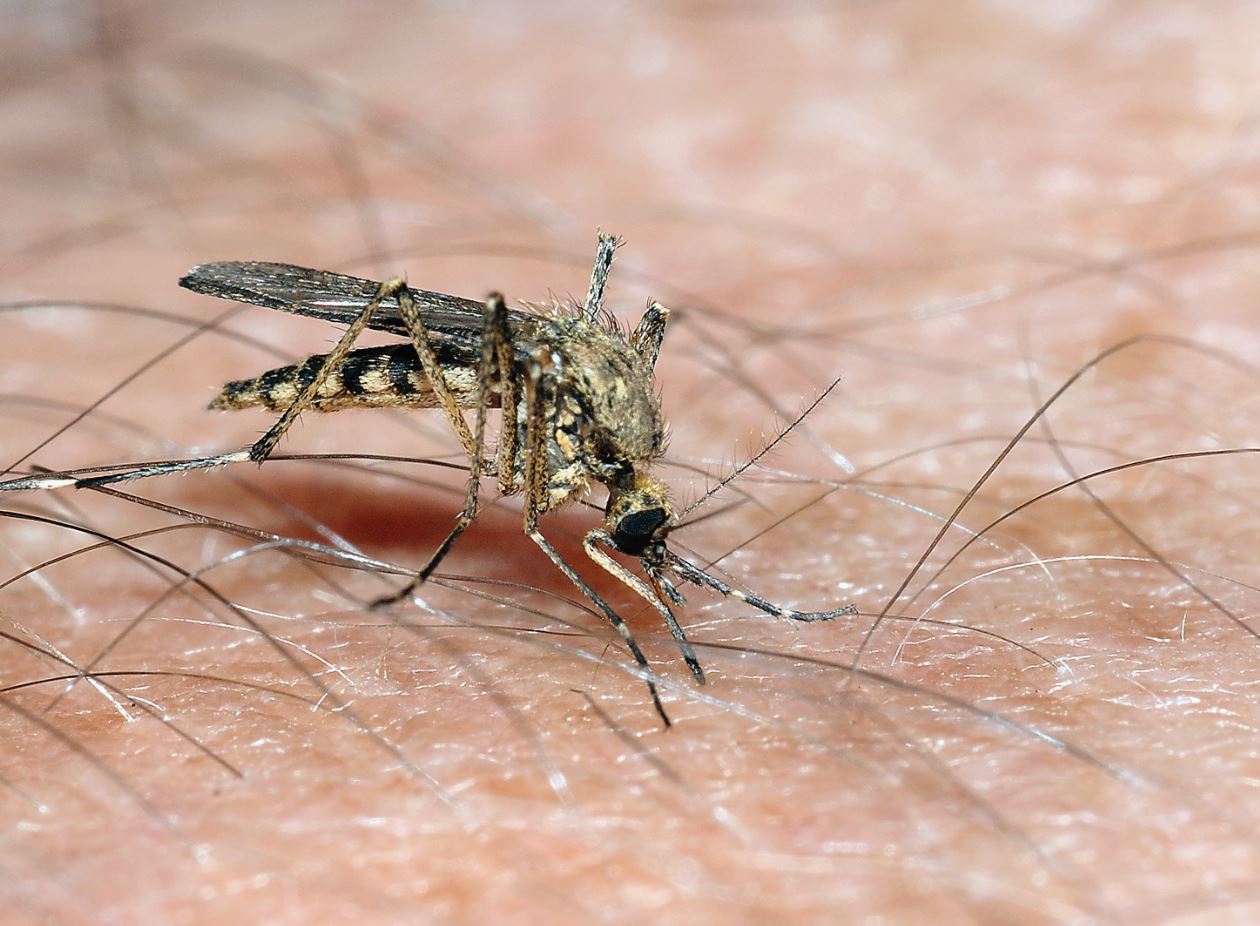 Diptera - Royal Entomological Society