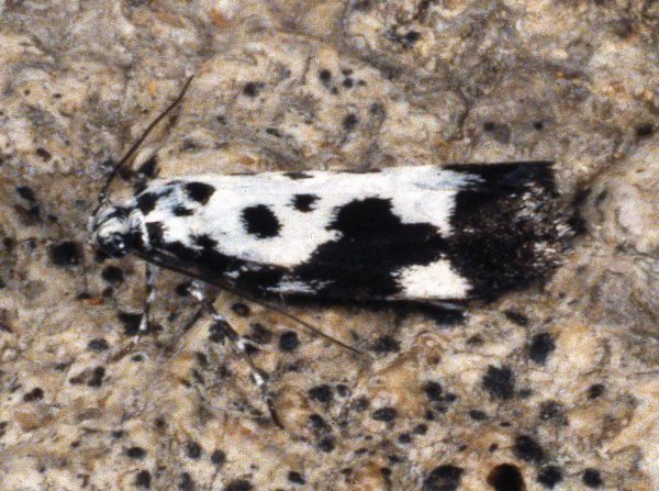 Lepidoptera - Royal Entomological Society