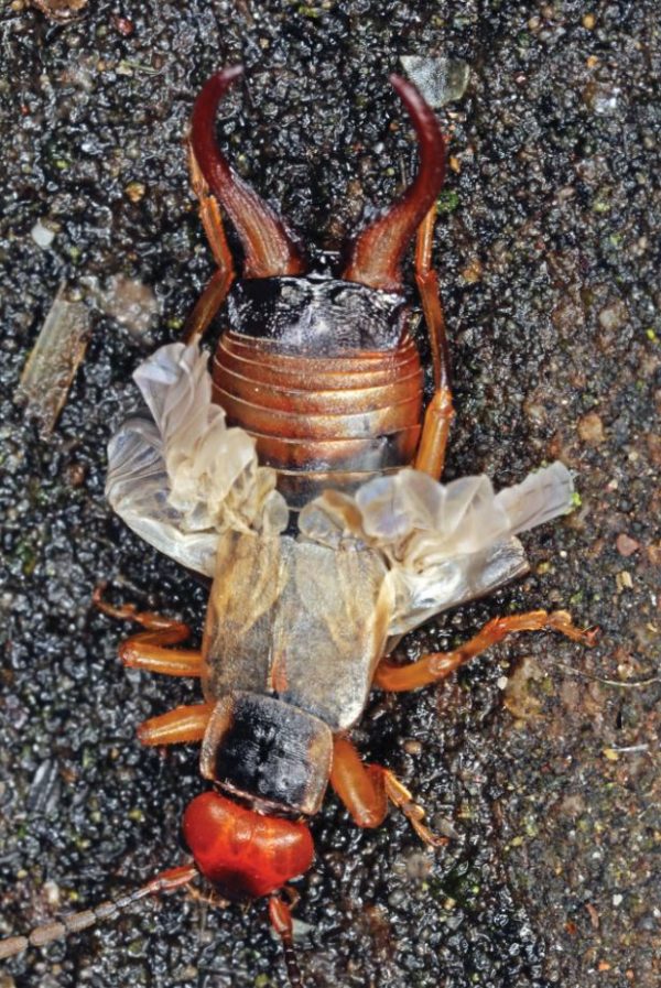 Dermaptera - Royal Entomological Society