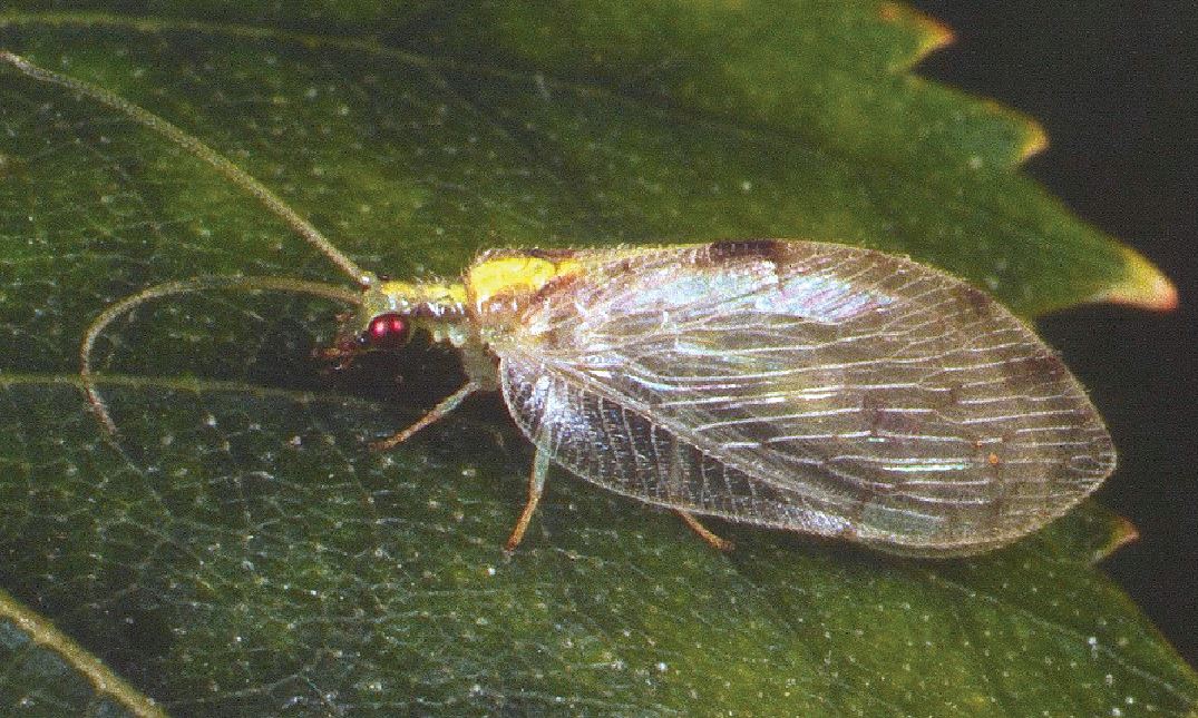 Neuroptera - Royal Entomological Society