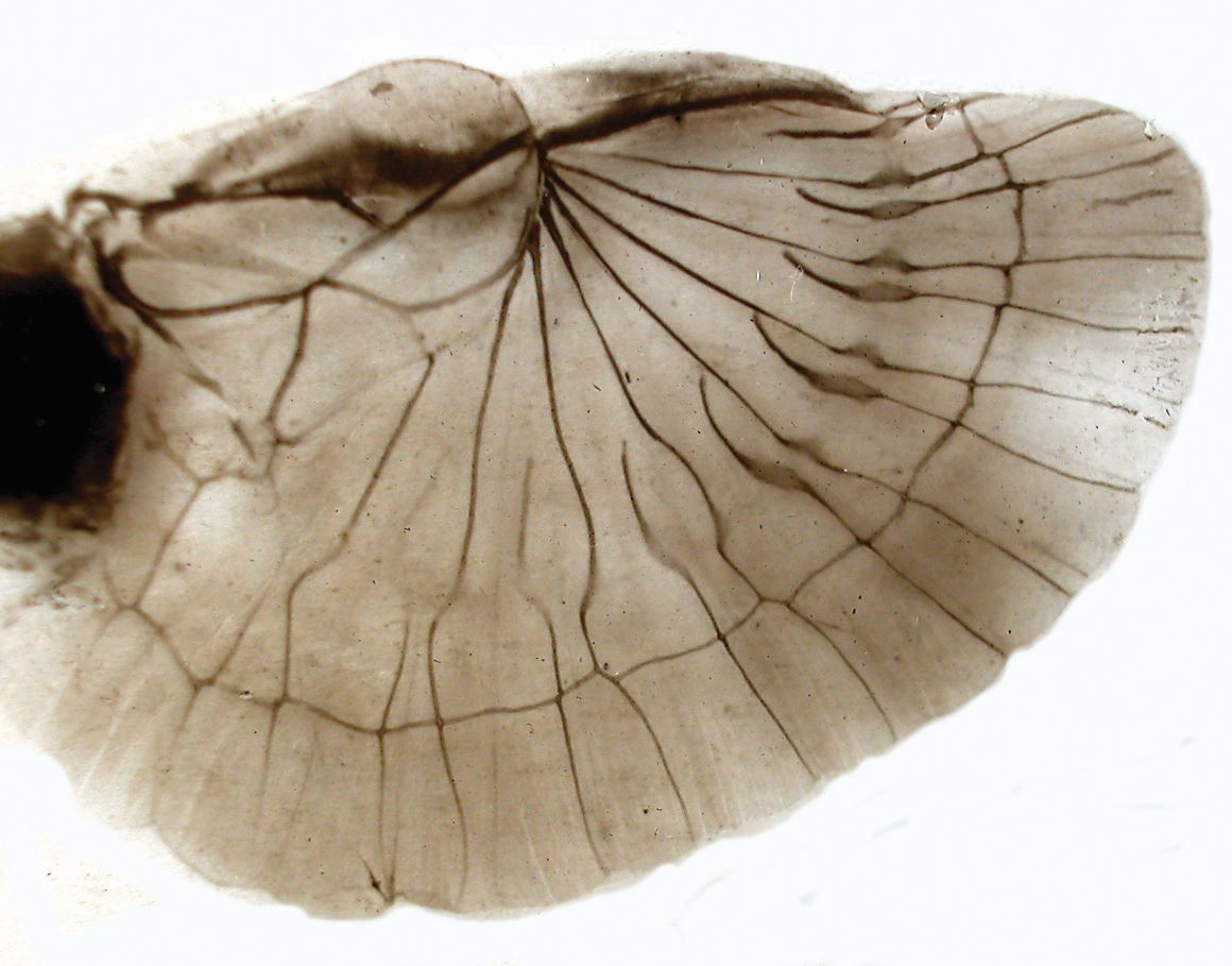 Dermaptera - Royal Entomological Society