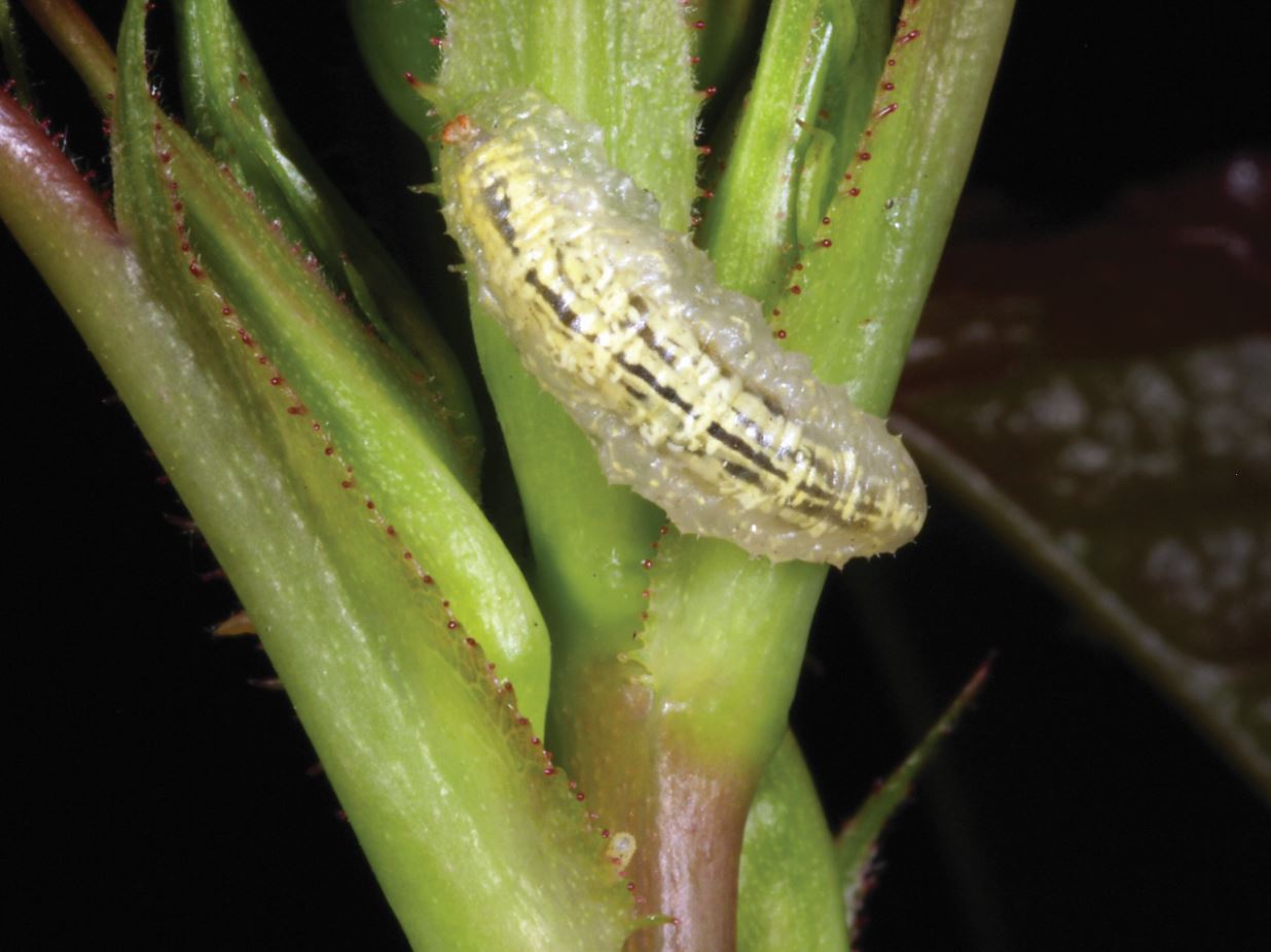 Diptera - Royal Entomological Society