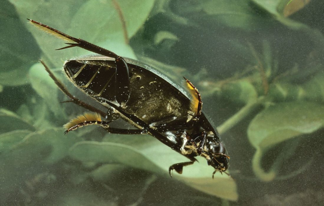 Coleoptera - Royal Entomological Society