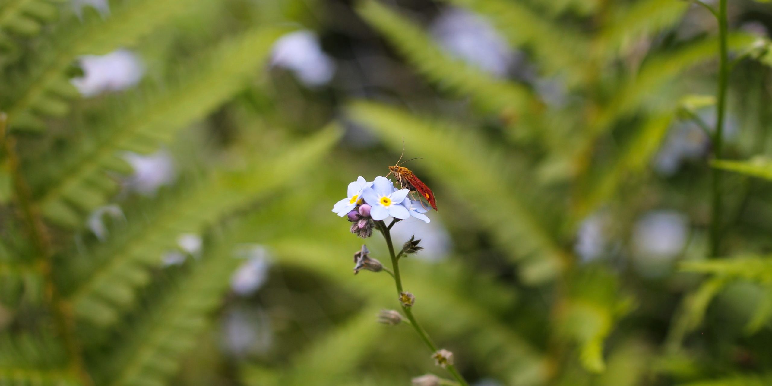 What is entomology? - Royal Entomological Society