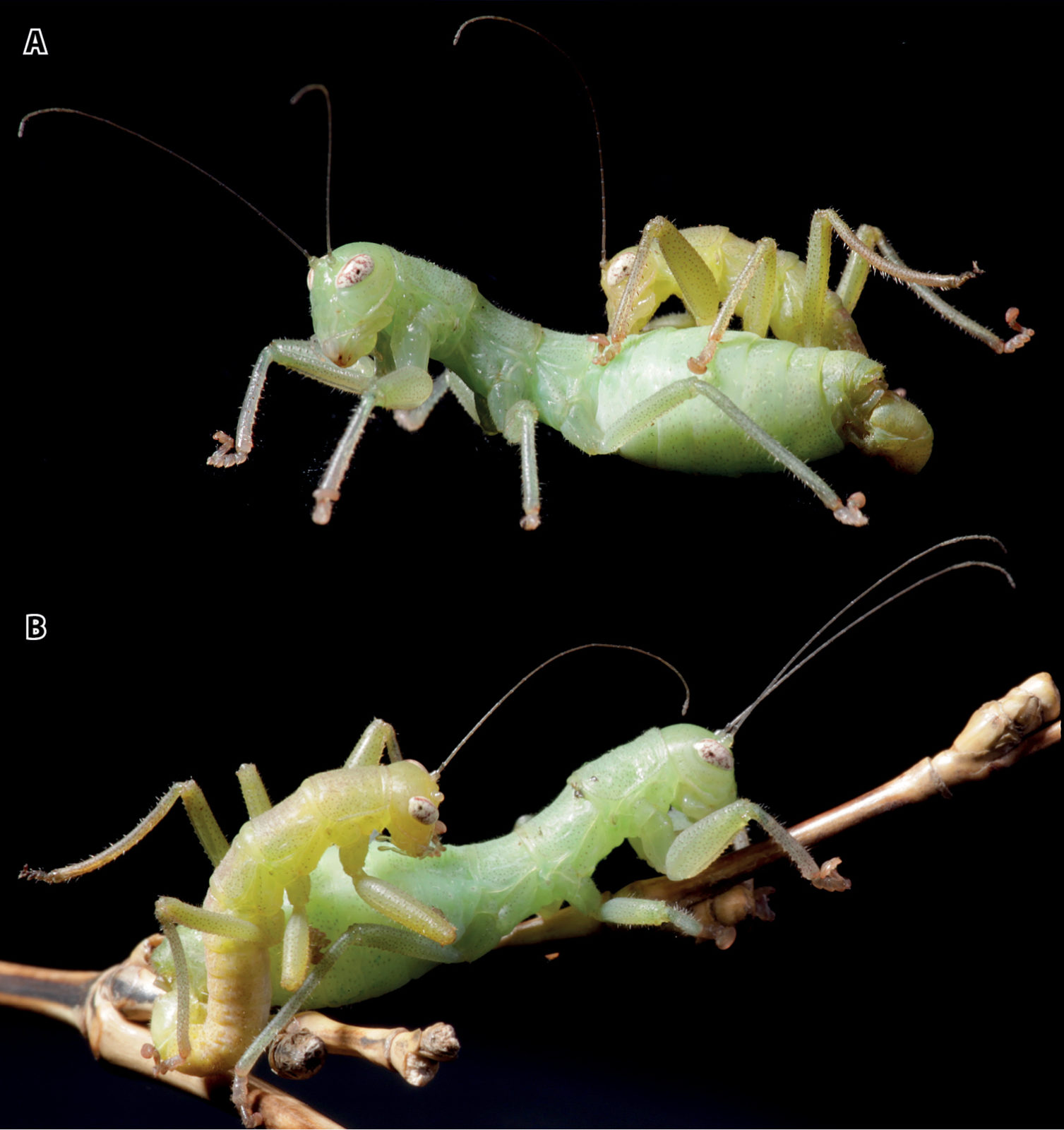 Mantophasmatodea - Royal Entomological Society