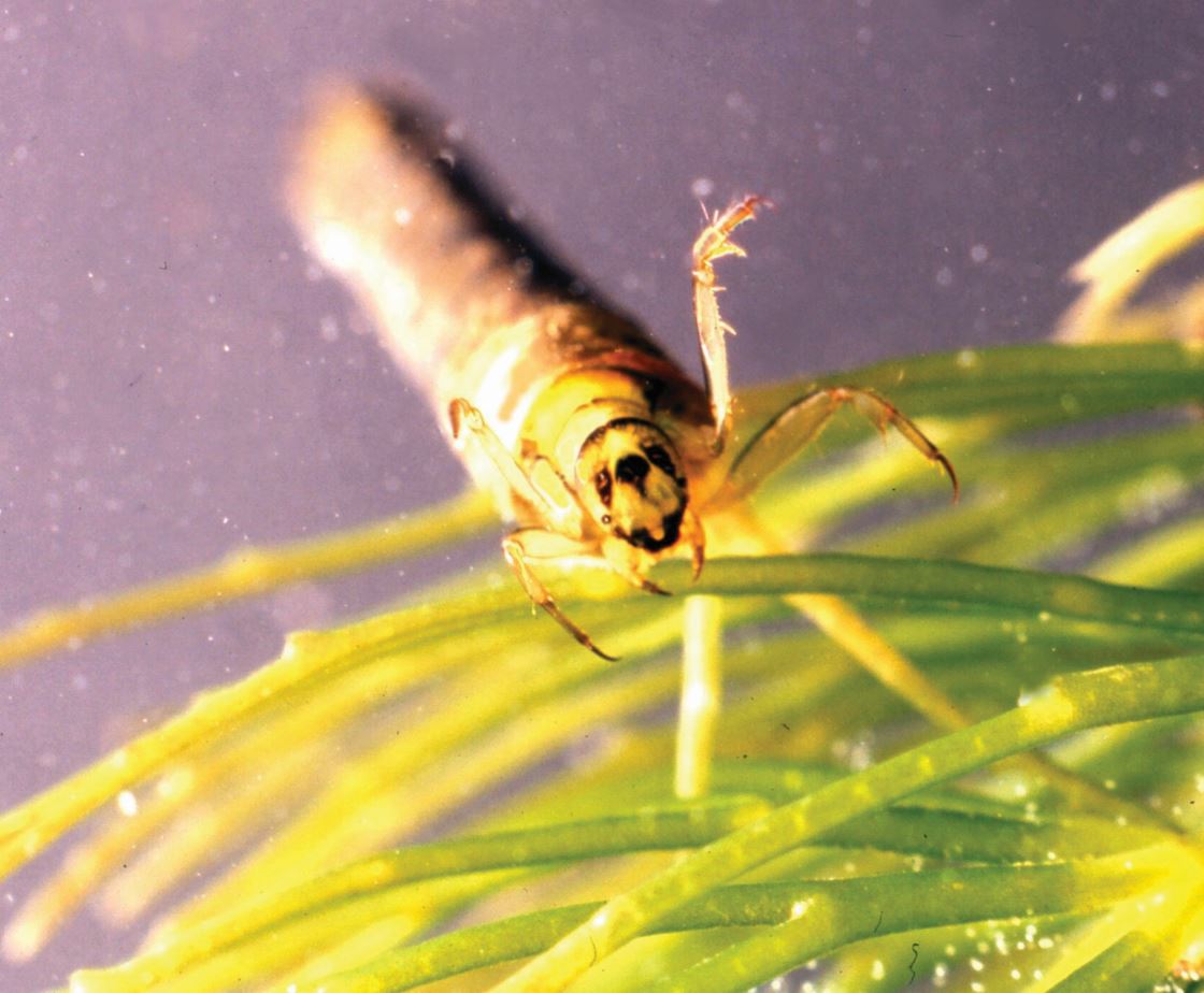 Trichoptera - Royal Entomological Society