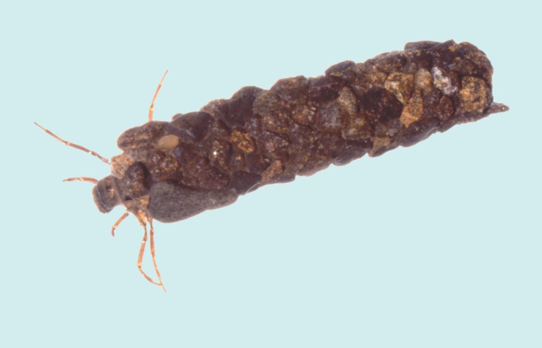 Trichoptera - Royal Entomological Society