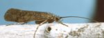 Trichoptera - Royal Entomological Society
