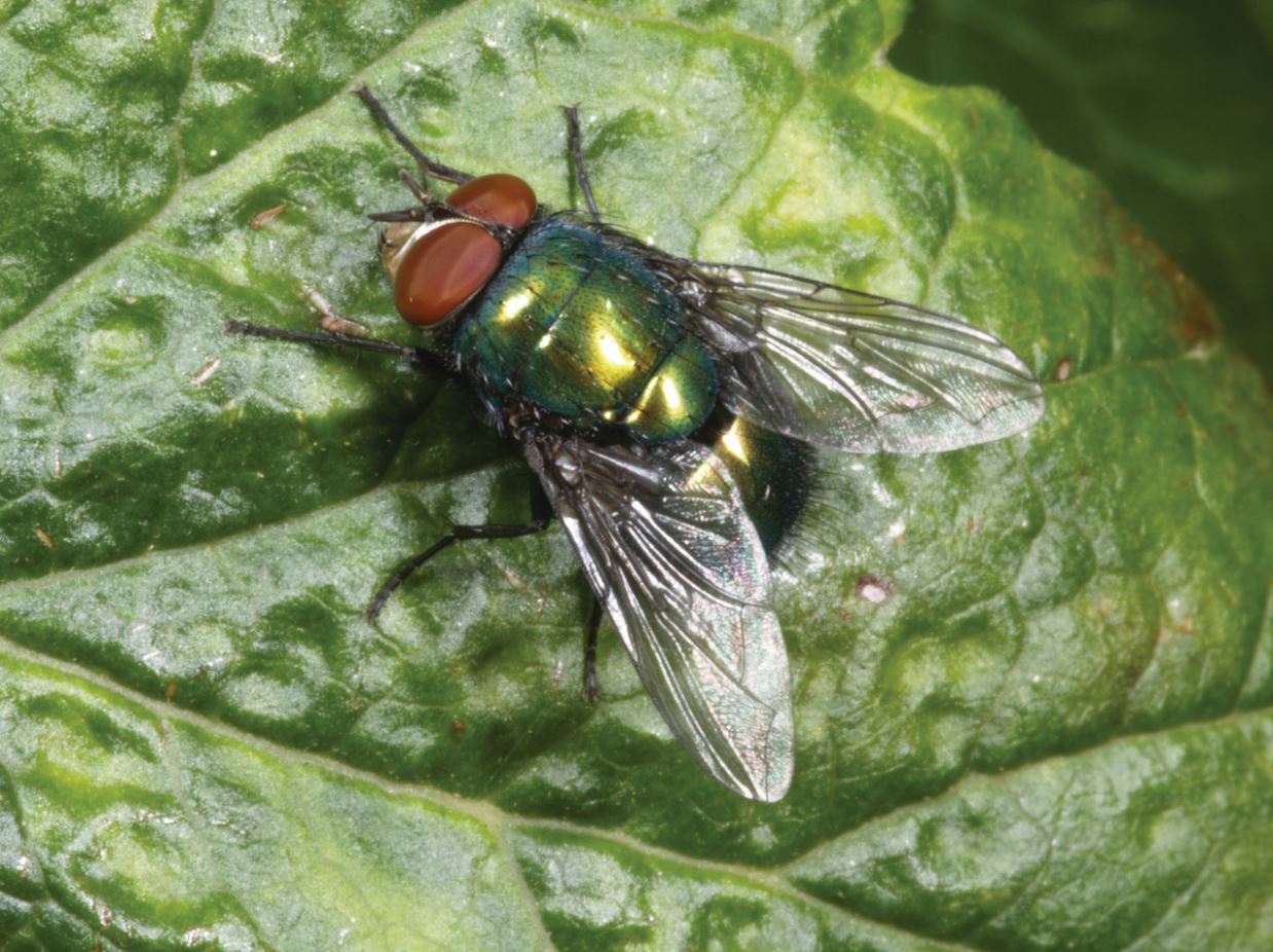 Diptera - Royal Entomological Society