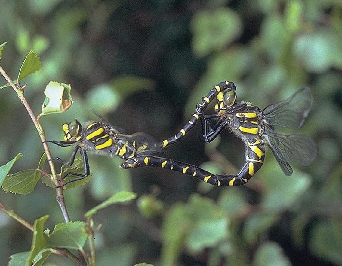 Odonata - Royal Entomological Society