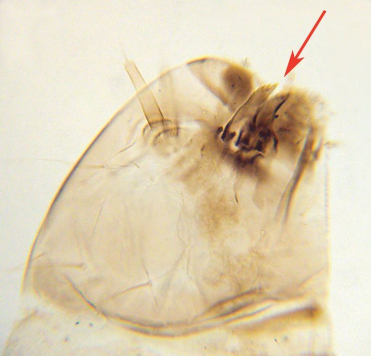 Siphonaptera - Royal Entomological Society
