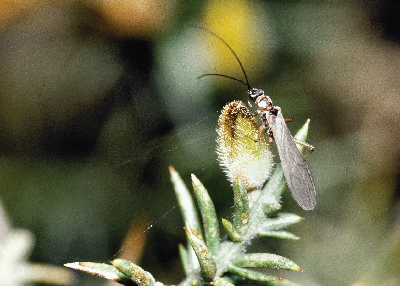 Plecoptera - Royal Entomological Society