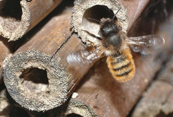 Hymenoptera - Royal Entomological Society