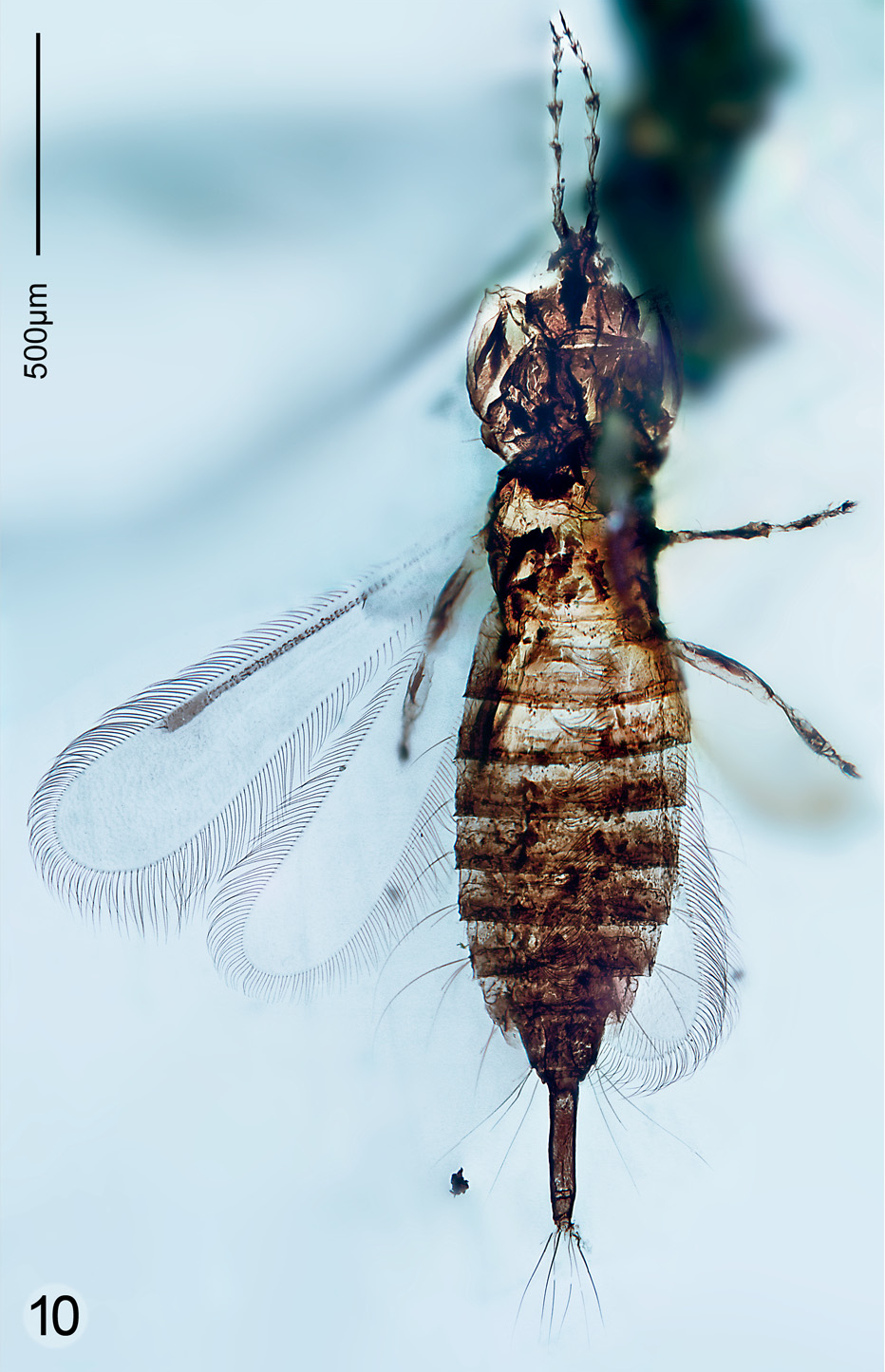 Thysanoptera - Royal Entomological Society
