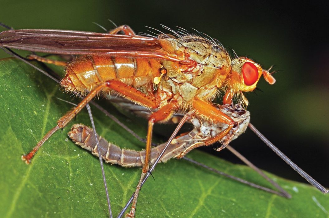 Diptera - Royal Entomological Society