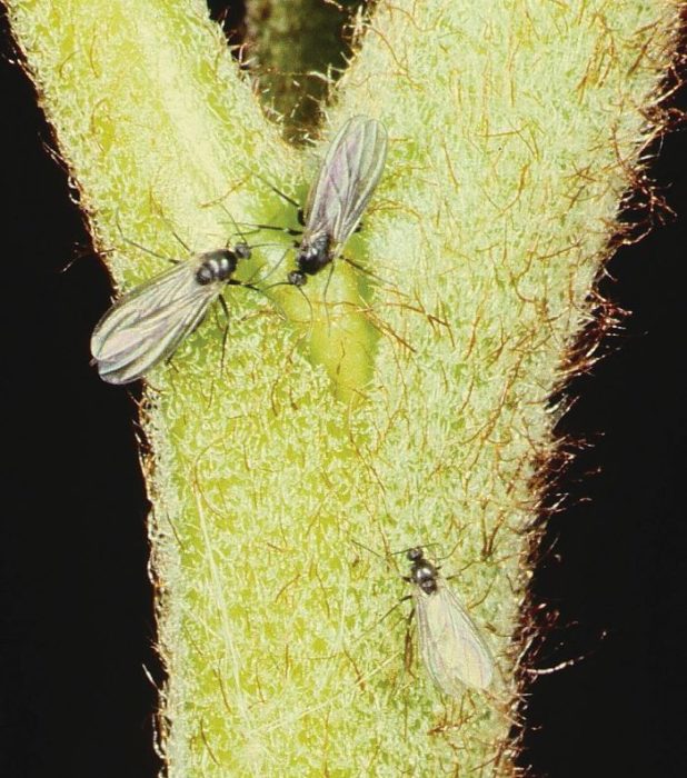 Diptera - Royal Entomological Society