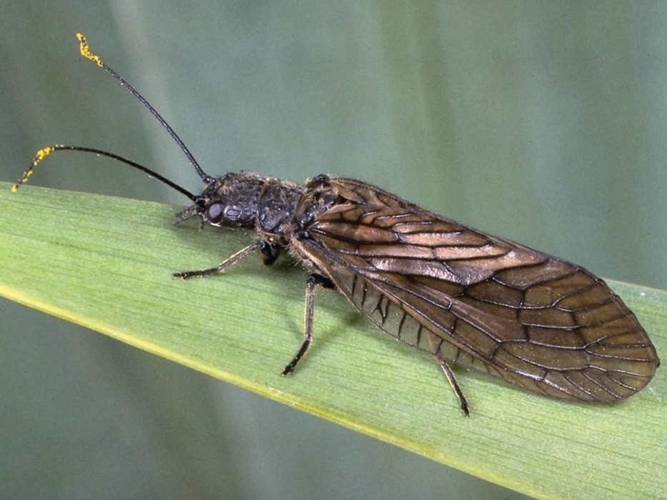 Megaloptera - Royal Entomological Society