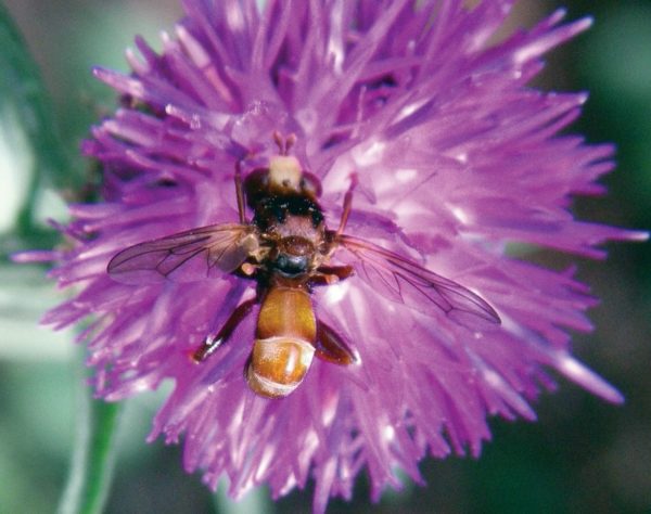 Diptera - Royal Entomological Society