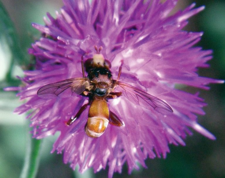 Diptera - Royal Entomological Society