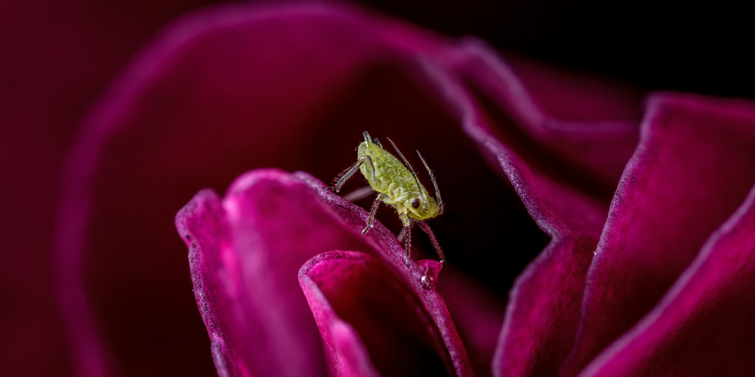 Classification of insects - Royal Entomological Society