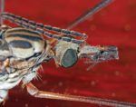 Diptera - Royal Entomological Society