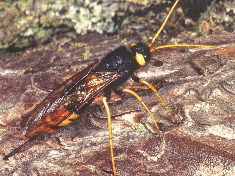 Hymenoptera - Royal Entomological Society