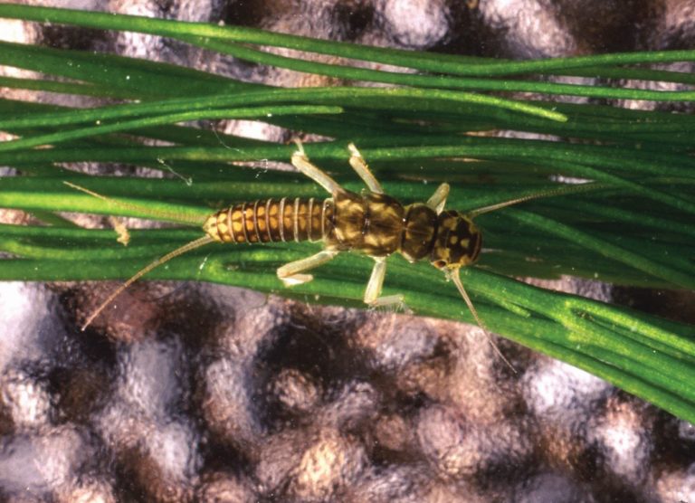 Plecoptera - Royal Entomological Society