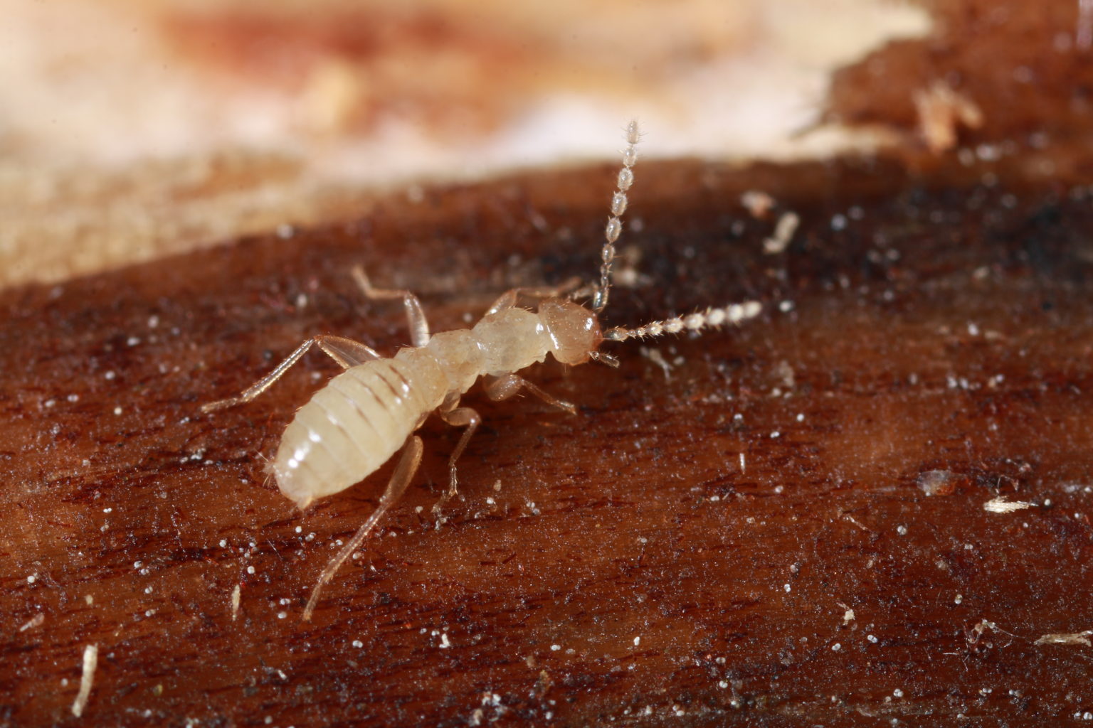 Zoraptera - Royal Entomological Society