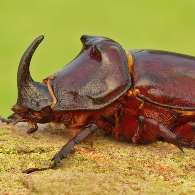 Insect Week 2023 - Royal Entomological Society