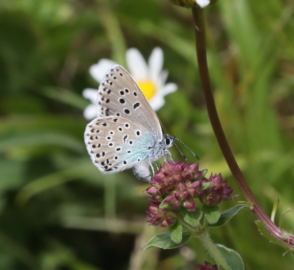 What is entomology? - Royal Entomological Society