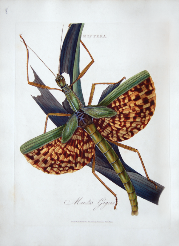 Library and Archive - Royal Entomological Society