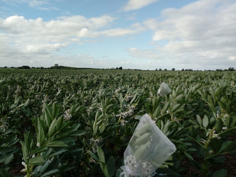Irish faba beans (Fabales: Fabaceae) depend on wild bumblebee ...