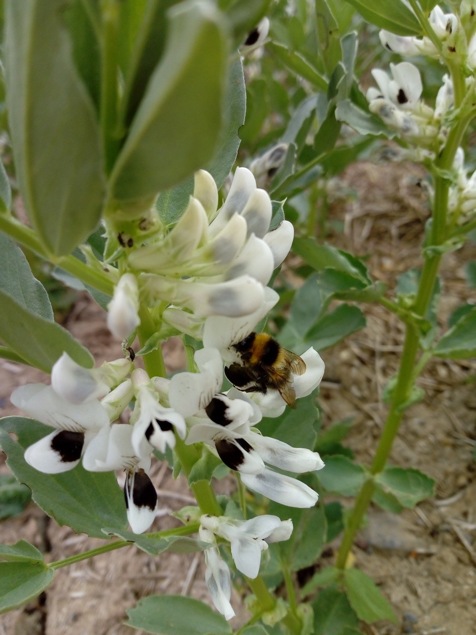 Irish faba beans (Fabales: Fabaceae) depend on wild bumblebee ...